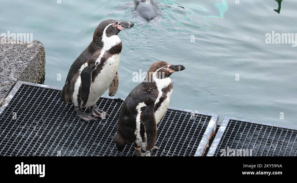 Peruvian penguins Stock Videos & Footage - HD and 4K Video Clips - Alamy