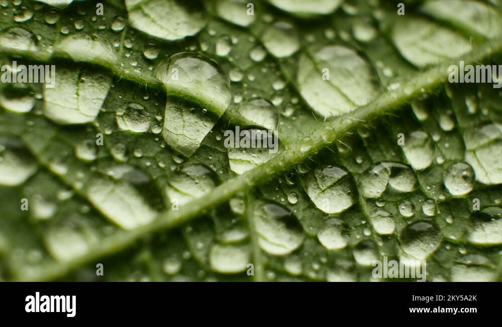 Plant foliage leaf structure big Stock Videos & Footage - HD and 4K ...