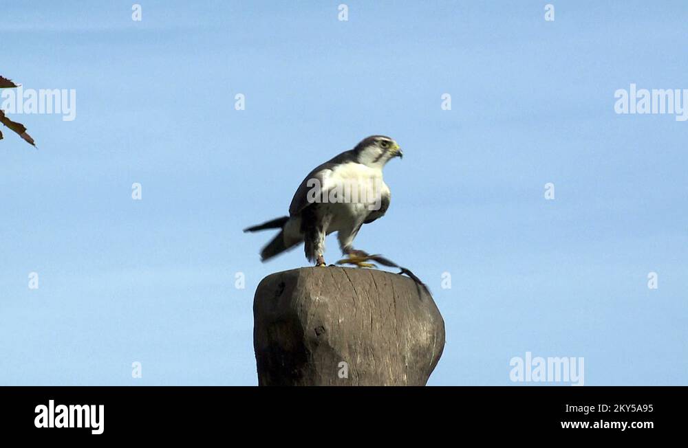 Falcon Stock Videos & Footage - HD and 4K Video Clips - Alamy