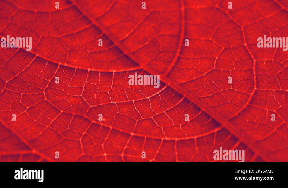 Smooth leaf texture Stock Videos & Footage - HD and 4K Video Clips - Alamy