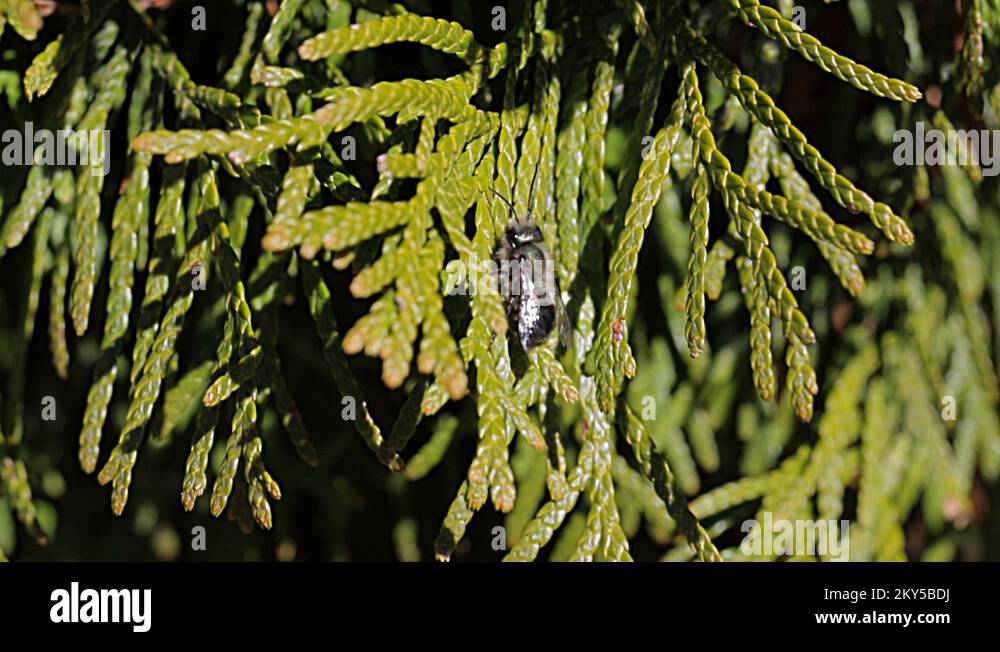 Tiny evergreen tree Stock Videos & Footage - HD and 4K Video Clips - Alamy