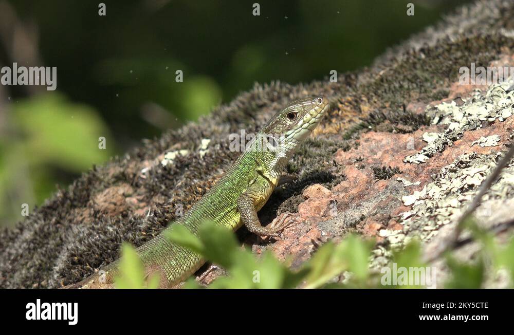European green lizard Stock Videos & Footage - HD and 4K Video Clips ...