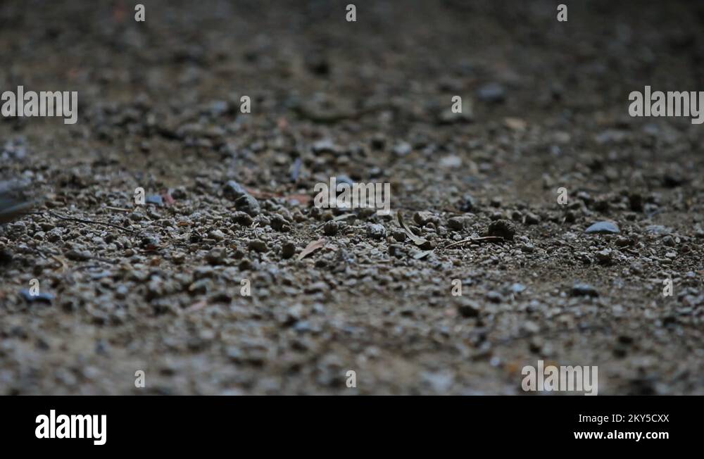 Toad night Stock Videos & Footage - HD and 4K Video Clips - Alamy
