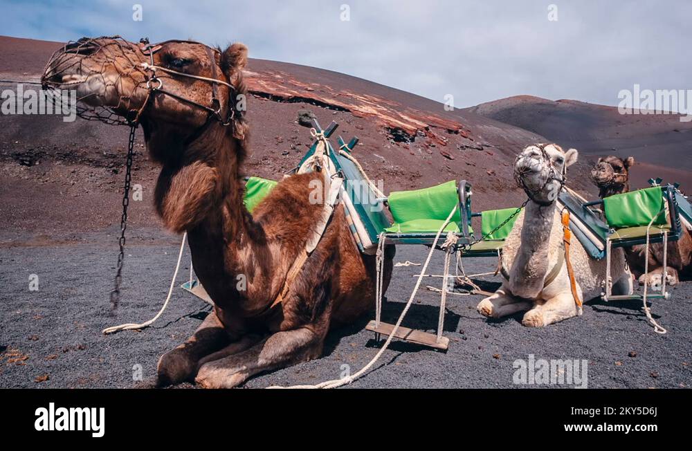 Lanzarote timanfaya food Stock Videos & Footage - HD and 4K Video Clips ...