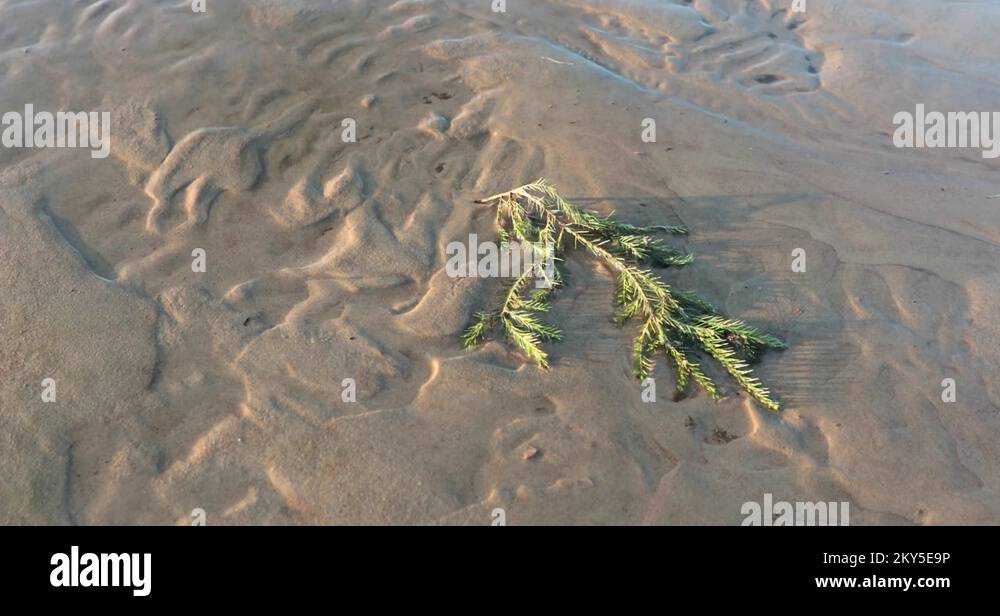 Sandy beach tree branch Stock Videos & Footage - HD and 4K Video Clips ...