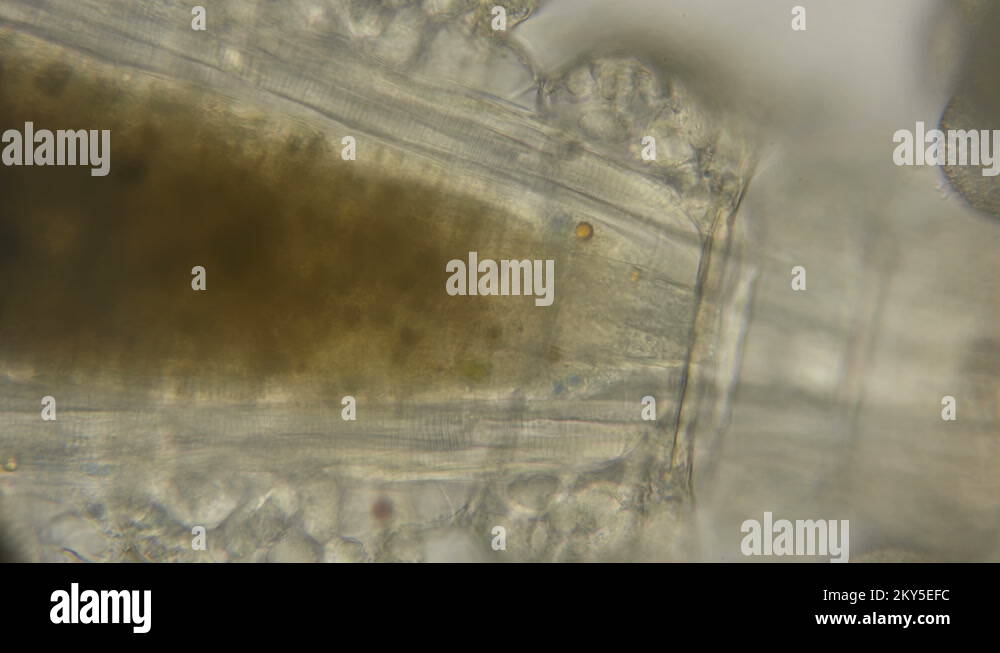 the work and structure of the internal organs of the Cyclops under the ...
