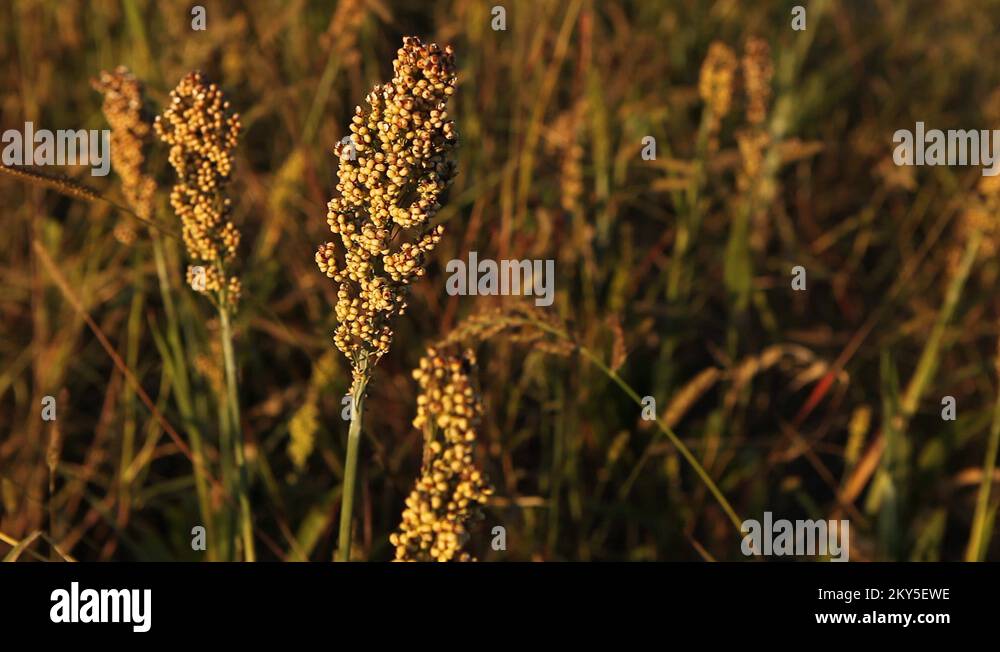 Grain Sorghum Field, Broomcorn, Milo, Landscape and Close-up, Biofuels ...
