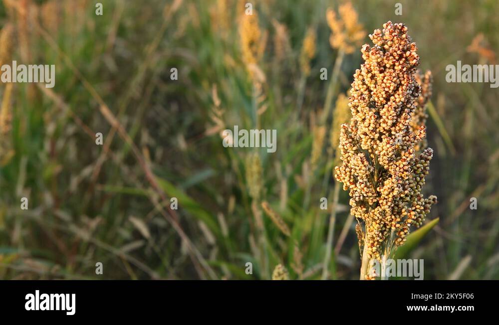 Grain Sorghum Field, Broomcorn, Milo, Landscape and Close-up, Biofuels ...