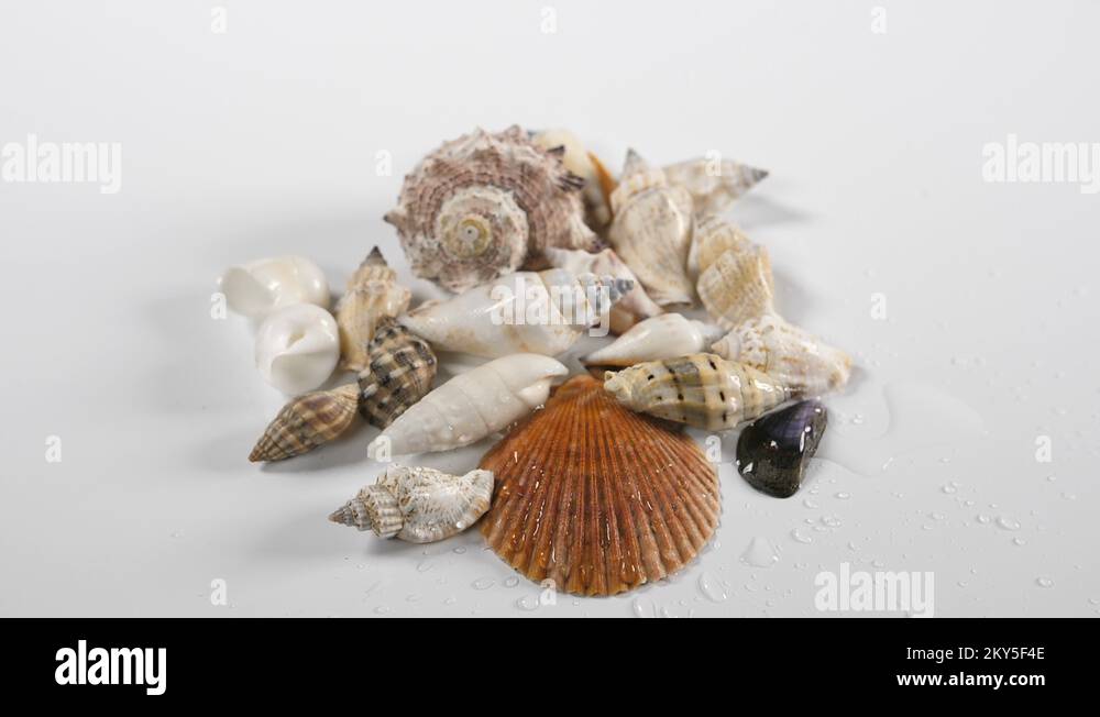 Colourful background shells Stock Videos & Footage - HD and 4K Video ...