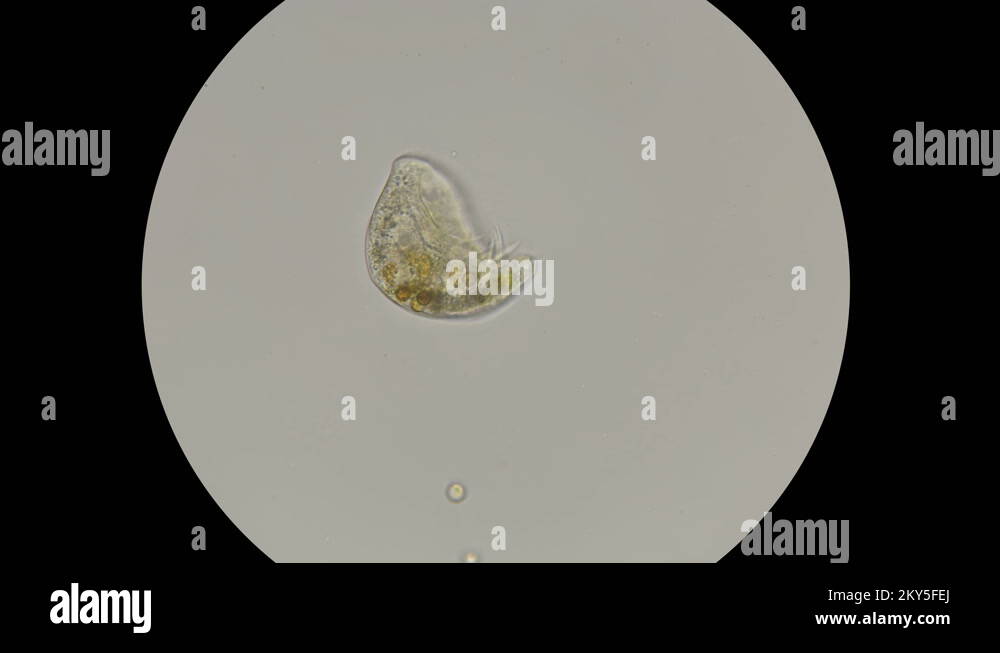 Living organism microscope Stock Videos & Footage - HD and 4K Video ...