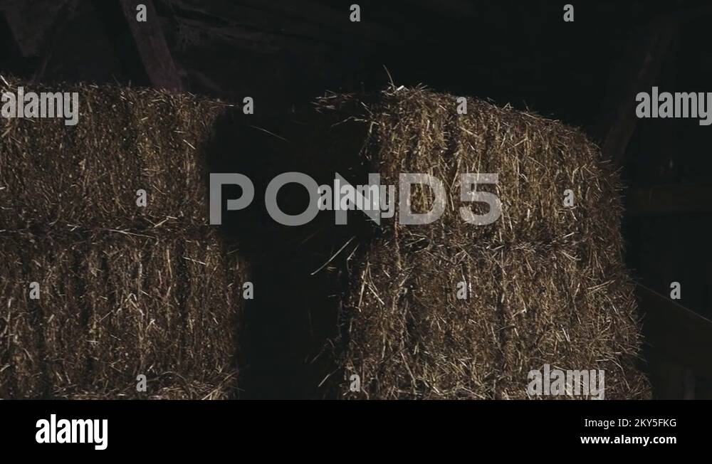 Working stable Stock Videos & Footage - HD and 4K Video Clips - Alamy