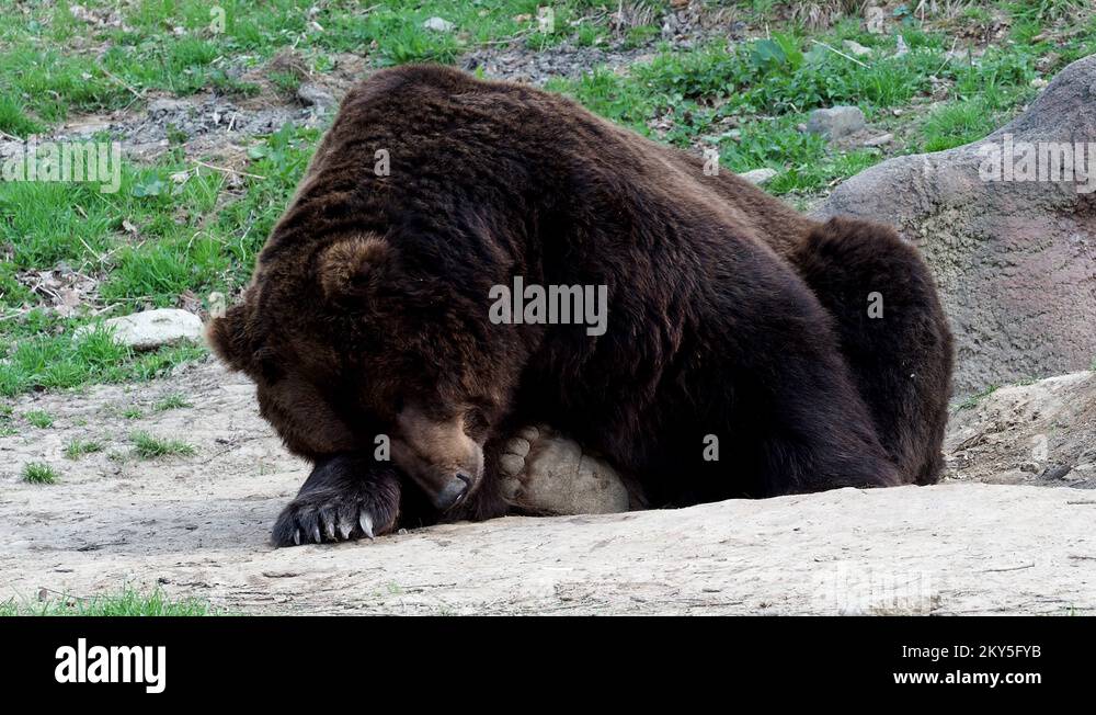 Sleep brown bear Stock Videos & Footage - HD and 4K Video Clips - Alamy