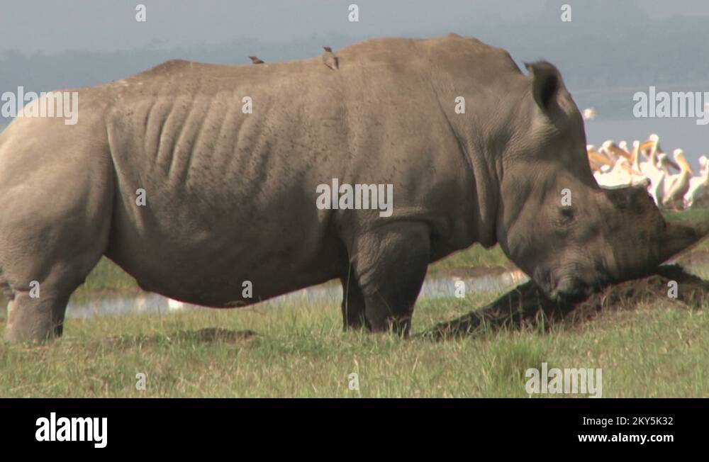 Rhinohorn Stock Videos & Footage - HD and 4K Video Clips - Alamy