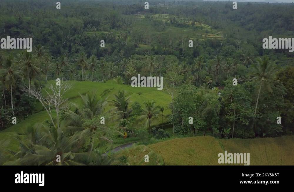 Rural Balinese rice fields filmed directly above using a drone ...