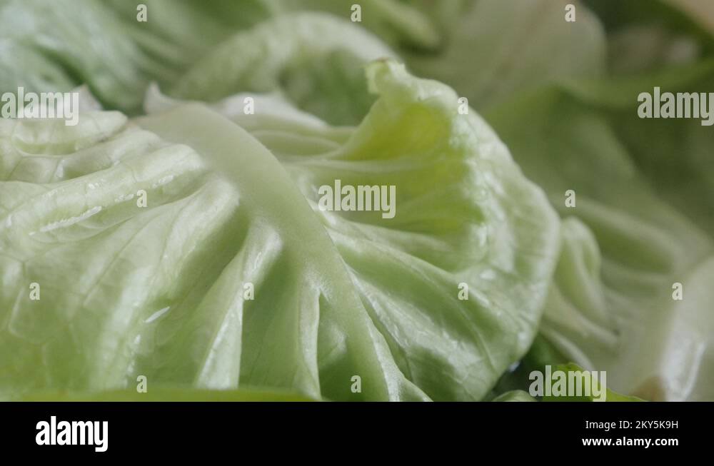 Lettuce lactuca sativa Stock Videos & Footage - HD and 4K Video Clips ...