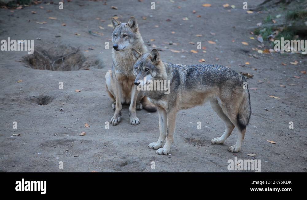 Wolf pack display in wilderness, Carnivore Animals, Endangered species ...