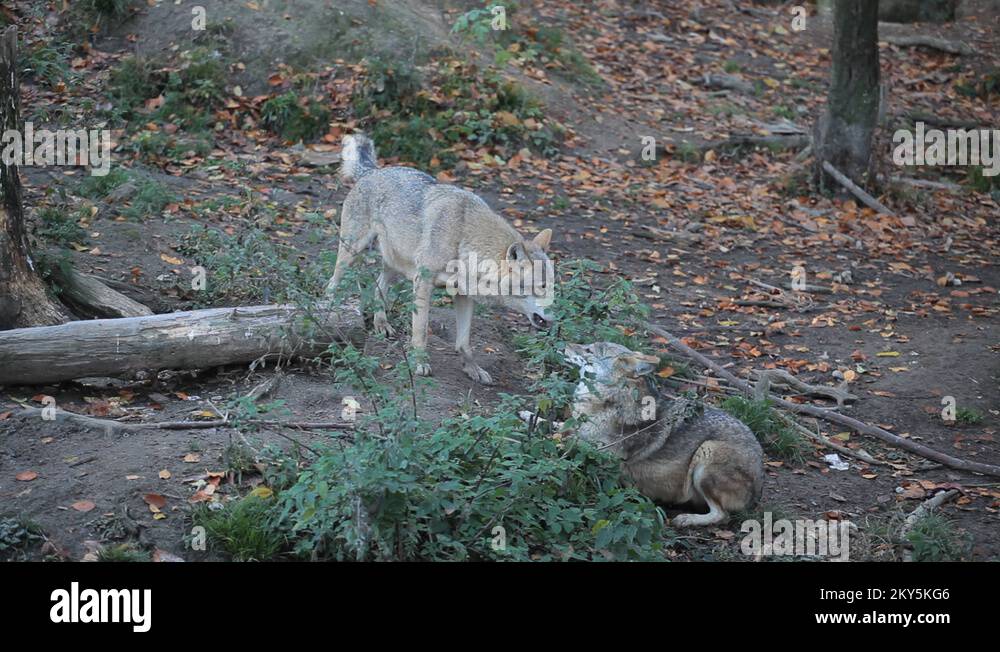 Grey wolves timber wolves canis Stock Videos & Footage - HD and 4K ...