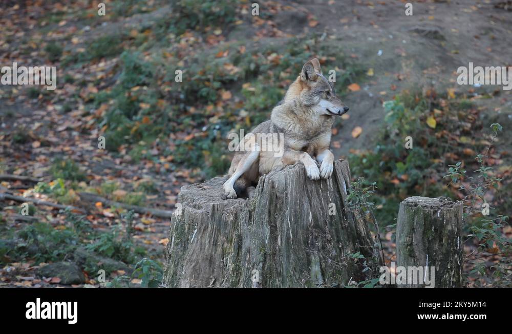 Dangerous wolves Stock Videos & Footage - HD and 4K Video Clips - Alamy