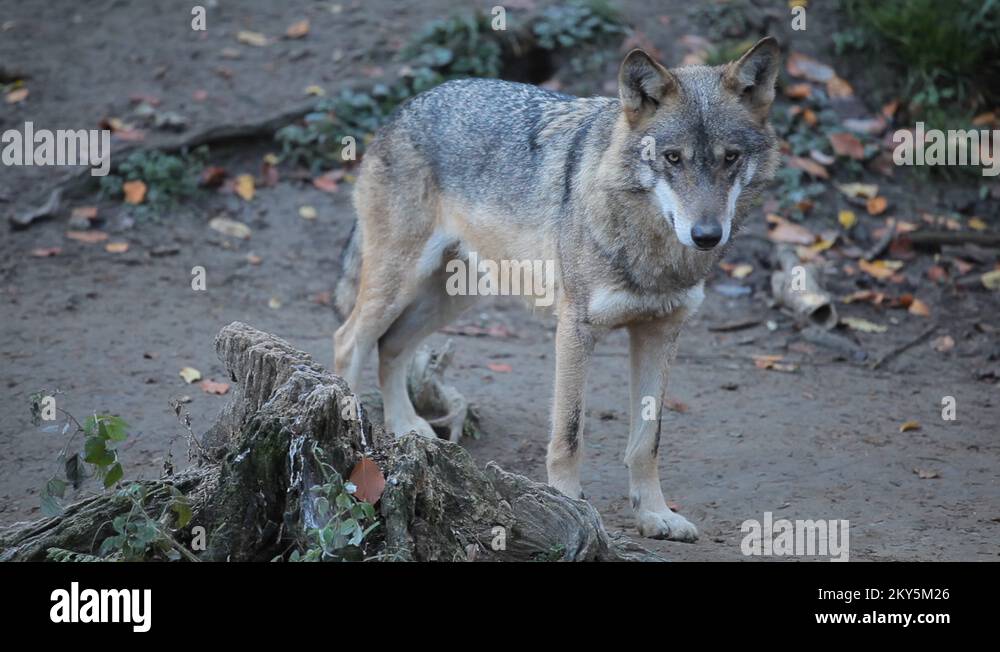 Wolf pack display in wilderness, Carnivore Animals, Endangered species ...