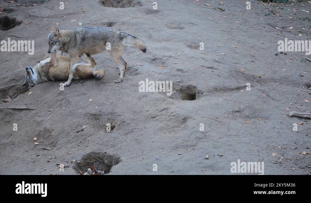 Wolf pack display in wilderness, Carnivore Animals, Endangered species ...