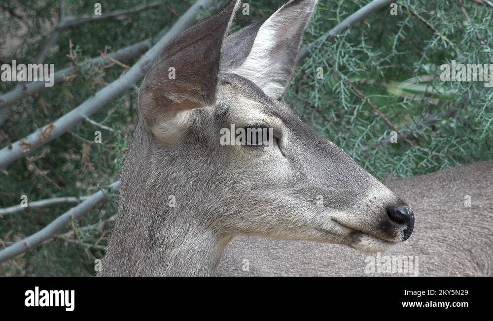 Mule deer ears Stock Videos & Footage - HD and 4K Video Clips - Alamy