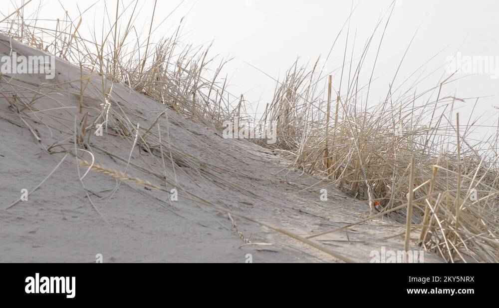 Broken grass Stock Videos & Footage - HD and 4K Video Clips - Alamy