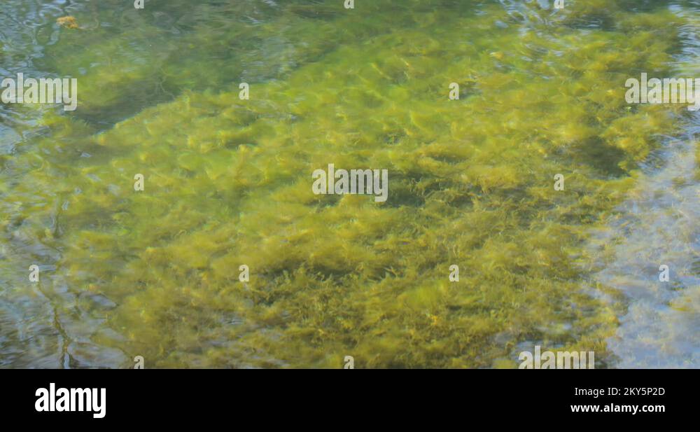 Green ooze Stock Videos & Footage - HD and 4K Video Clips - Alamy
