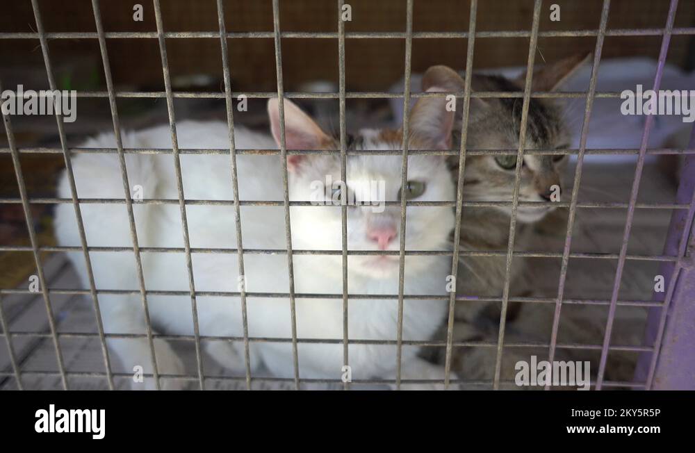 Cage bar Stock Videos & Footage - HD and 4K Video Clips - Alamy