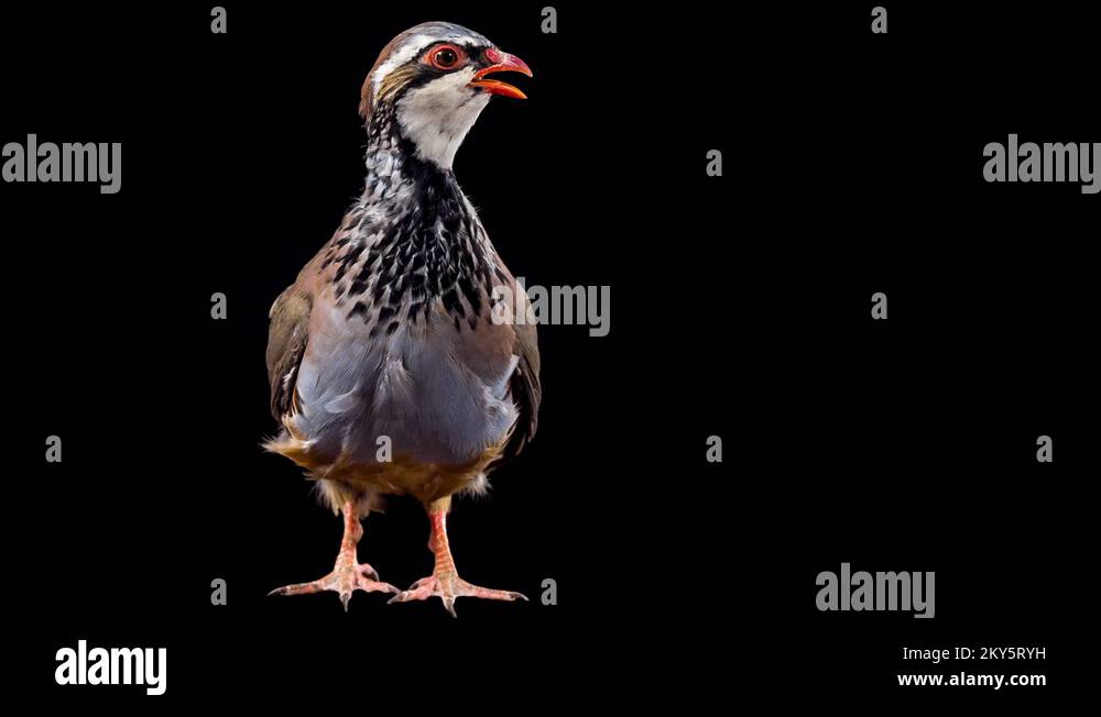Hunt partridge Stock Videos & Footage - HD and 4K Video Clips - Alamy
