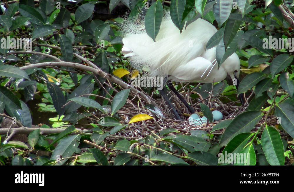 Little egret nest Stock Videos & Footage - HD and 4K Video Clips - Alamy