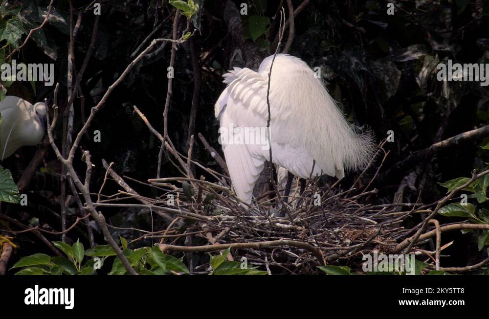 Slow Motion White bird Egretta Garzetta nesting take care nest with ...