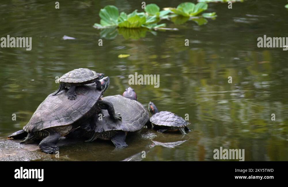 Common long necked turtle Stock Videos & Footage - HD and 4K Video ...
