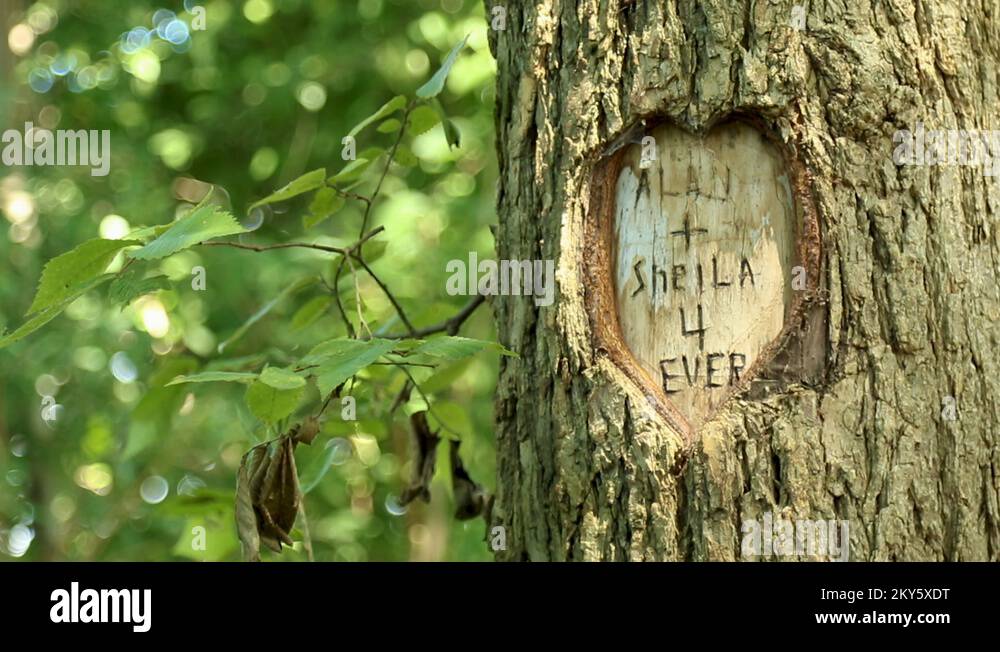 Love heart carved into a tree Stock Videos & Footage - HD and 4K Video ...