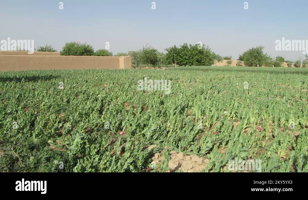Afghan opium poppy field Stock Videos & Footage - HD and 4K Video Clips ...