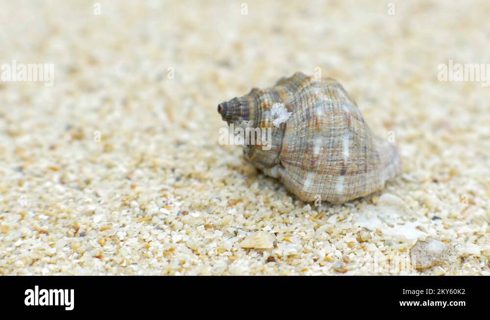 Hermit crab in spiral shell Stock Videos & Footage - HD and 4K Video ...