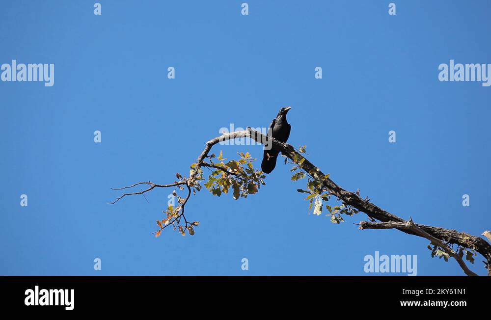 Raven symbol Stock Videos & Footage - HD and 4K Video Clips - Alamy