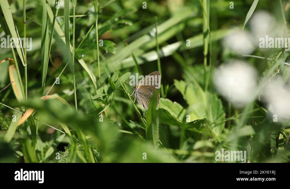 Butterfly click Stock Videos & Footage - HD and 4K Video Clips - Alamy