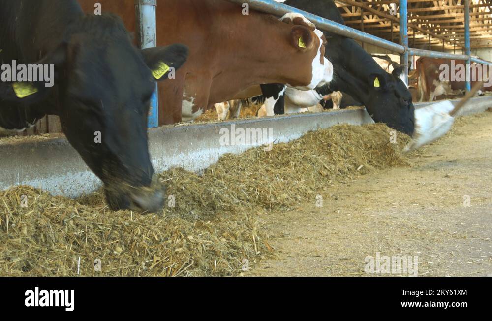 Farm in the simmental Stock Videos & Footage - HD and 4K Video Clips ...