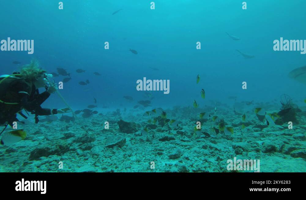 Female scuba diver looks at tiger shark over reef. Tiger Shark ...