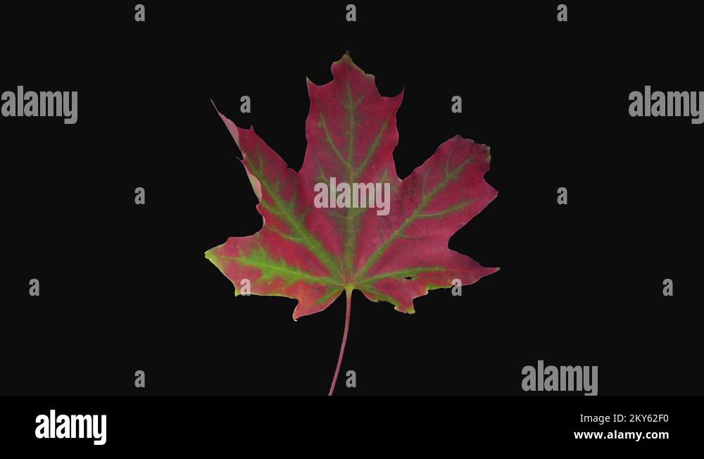 Time-lapse of drying Maple leaf in RGB + ALPHA matte format Stock Video ...