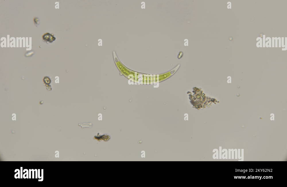 Marine phytoplankton microscope Stock Videos & Footage - HD and 4K ...