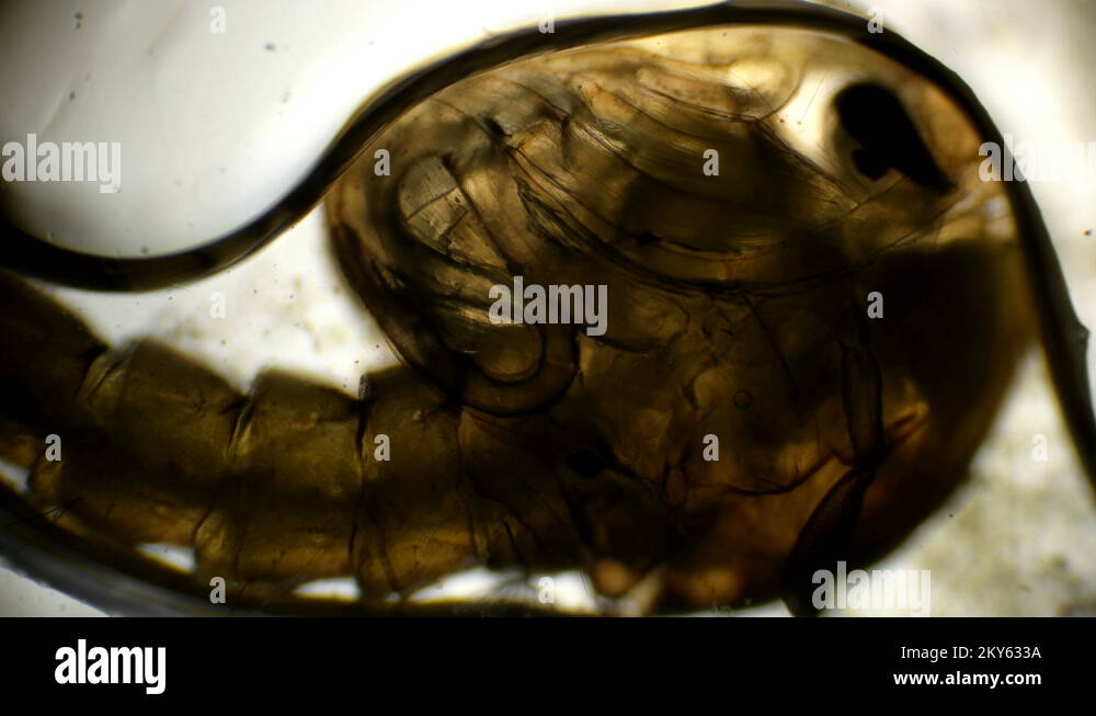 Anopheles mosquito Stock Videos & Footage - HD and 4K Video Clips - Alamy