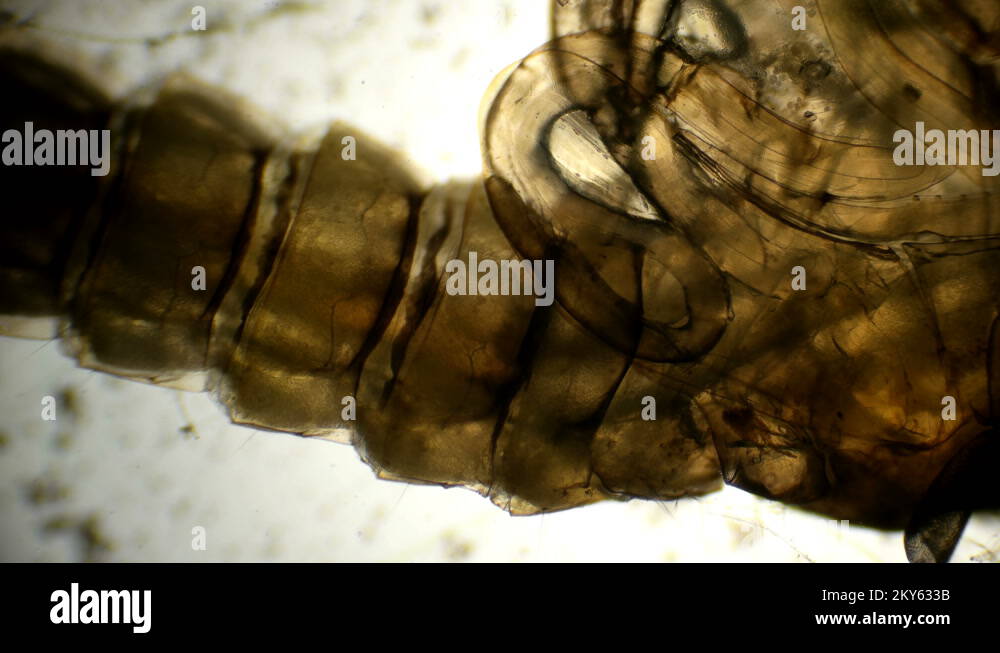Anopheles mosquito maculipennis larva under a microscope Stock Video ...