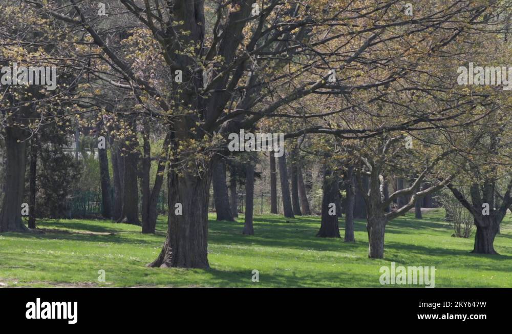 Urban scene park tree trees Stock Videos & Footage - HD and 4K Video ...