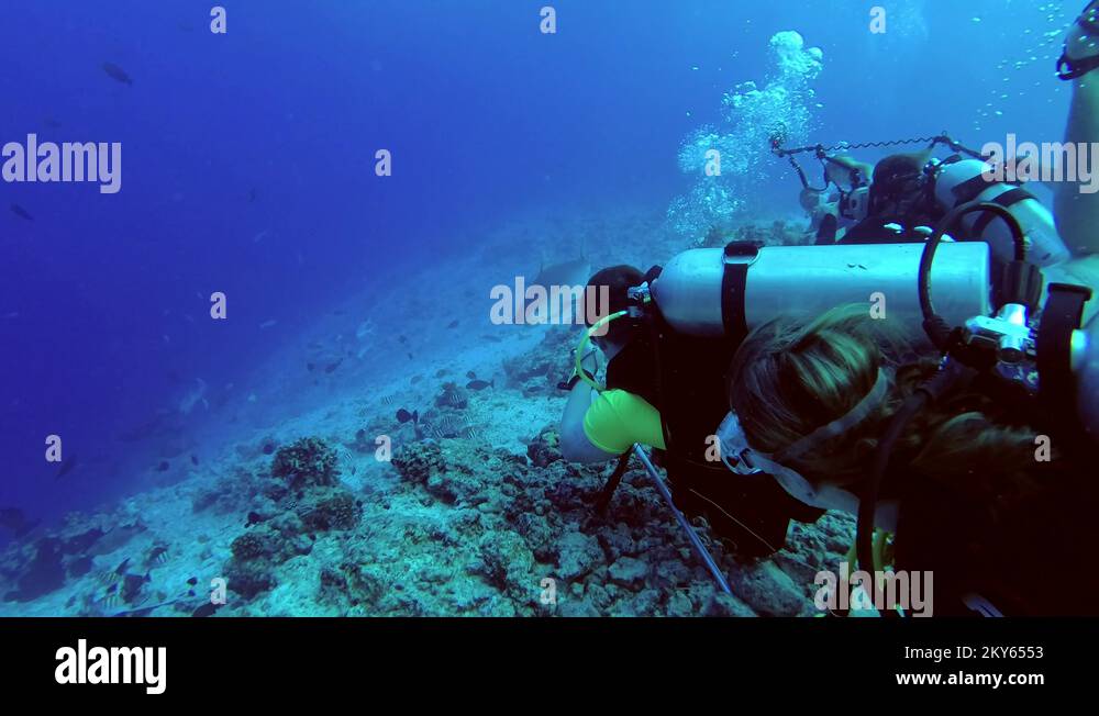 Male scuba diver look and photographing a Tiger Shark - Galeocerdo ...