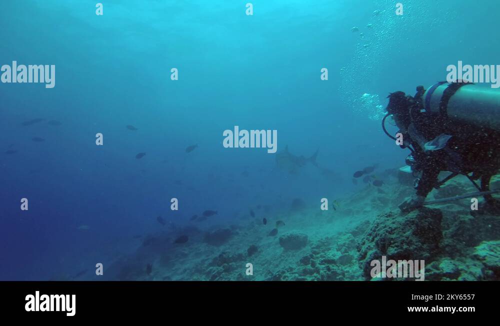 Female scuba diver look and photographing a Tiger Shark - Galeocerdo ...