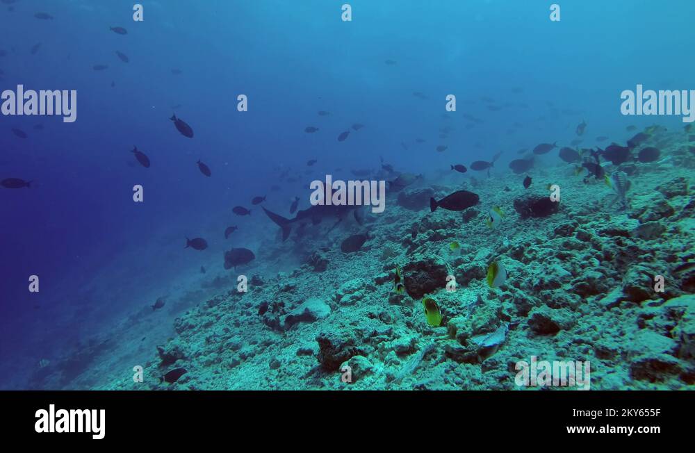Scuba diver look and photographing a Tiger Shark - Galeocerdo cuvier ...