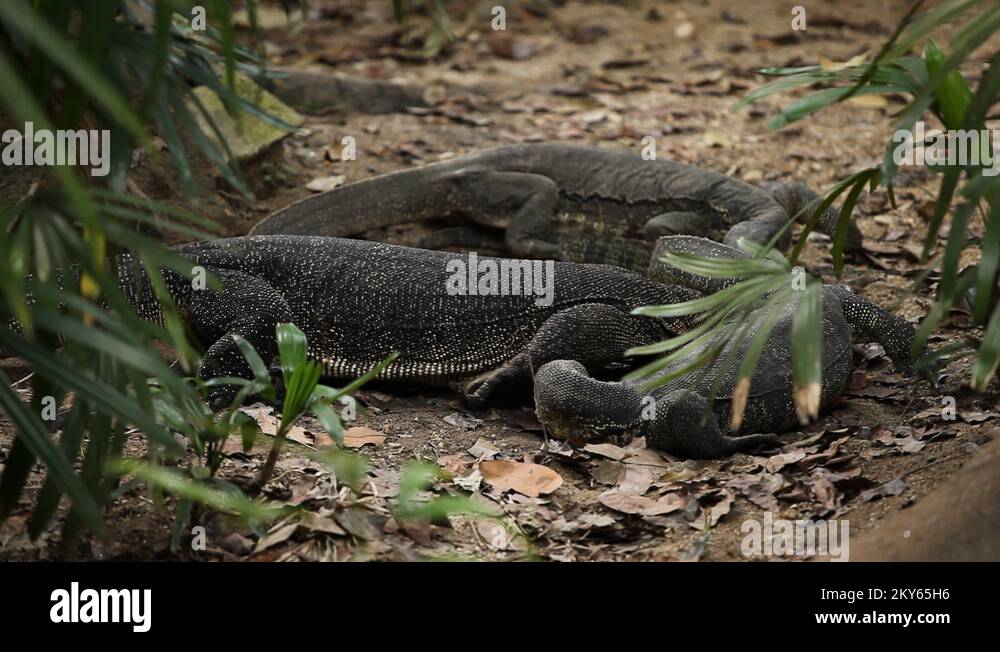 Komodo dragon eggs Stock Videos & Footage - HD and 4K Video Clips - Alamy