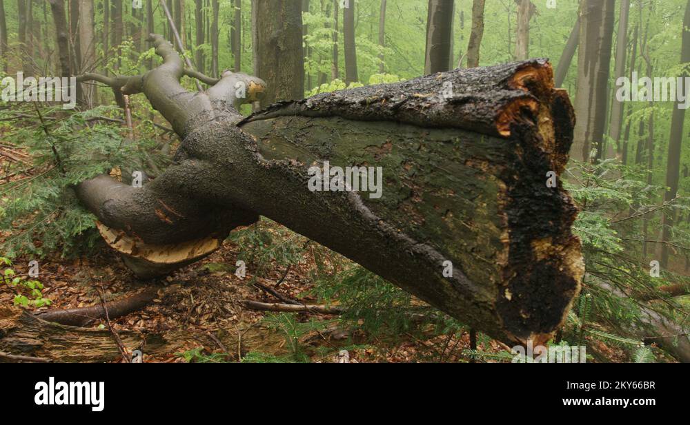 Dead and rotten tree Stock Videos & Footage - HD and 4K Video Clips - Alamy