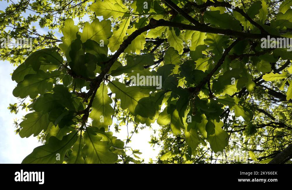 Oak tree leaves with sun in spring Stock Videos & Footage - HD and 4K ...